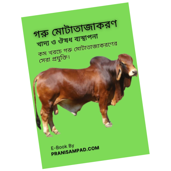 Beef Fattening Feed Management গরু মোটাতাজাকরণ Ebook - PraniSampad Dot Com