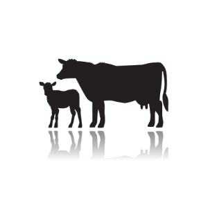 Solutions to livestock farming in Bangladesh - Pranisampad Dot Com